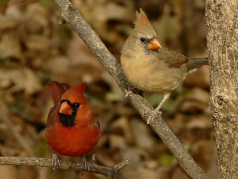 Cardinal Couple By Envision